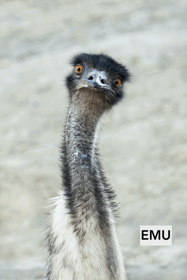 Zwierzęta Australii » Wprowadzenie do Świata Australijskiej Fauny